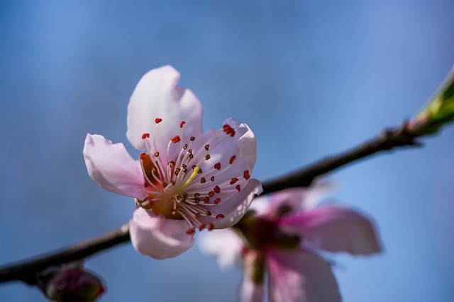 Fleur De La Pêche Fleurs Pétale - Photo gratuite sur Pixabay