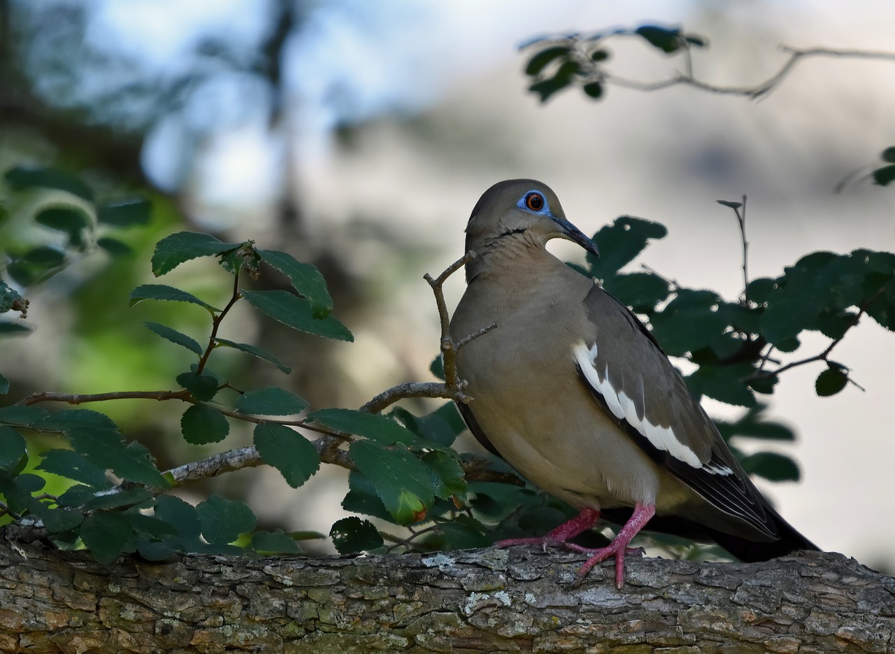 Dove Bird Nature - Free photo on Pixabay