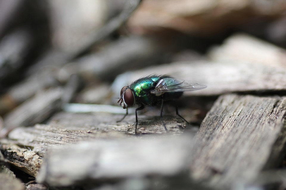 Nature Blow-Fly Insects - Free photo on Pixabay
