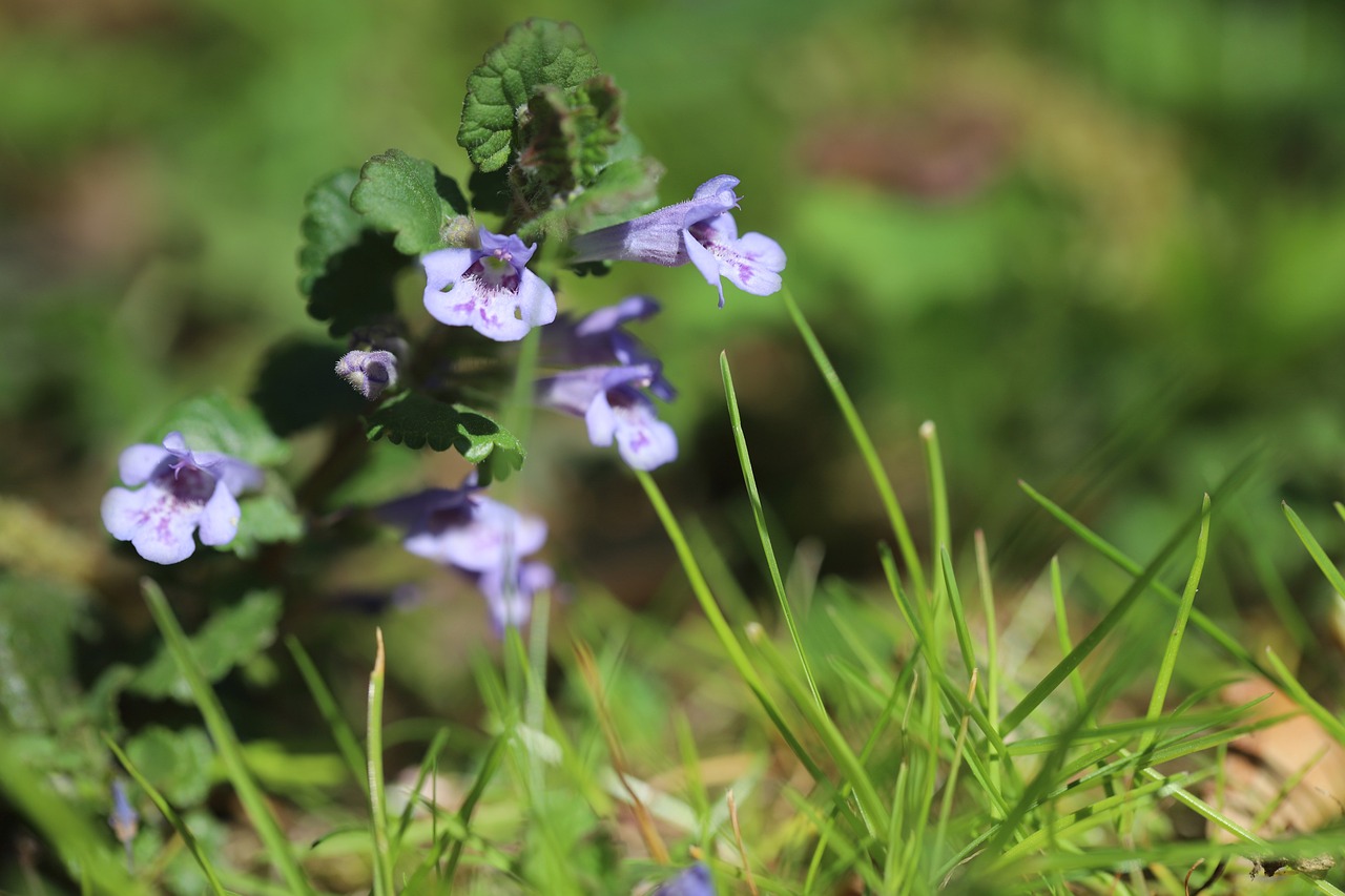 Ground Ivy Vine Aromatic - Free photo on Pixabay