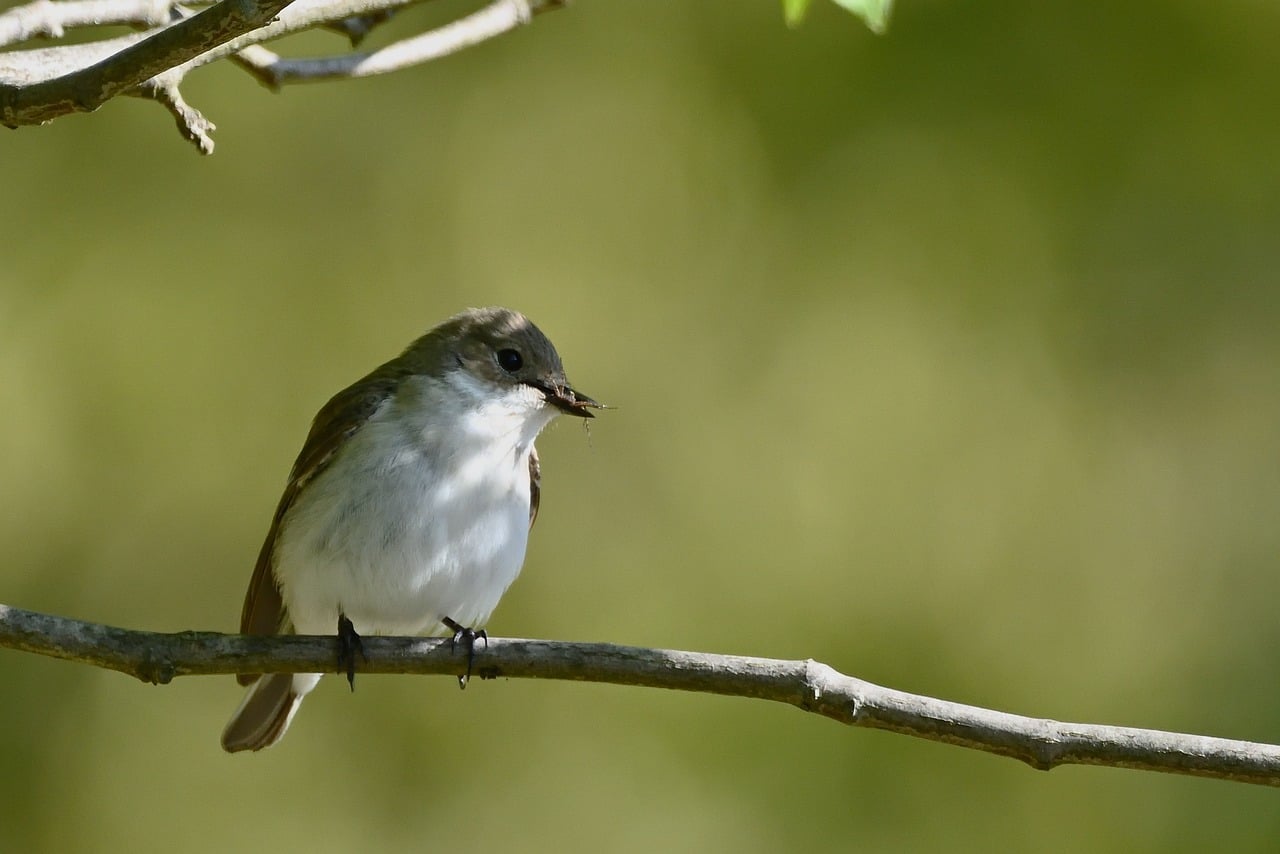 Pied Flycatcher Bird Park - Free photo on Pixabay