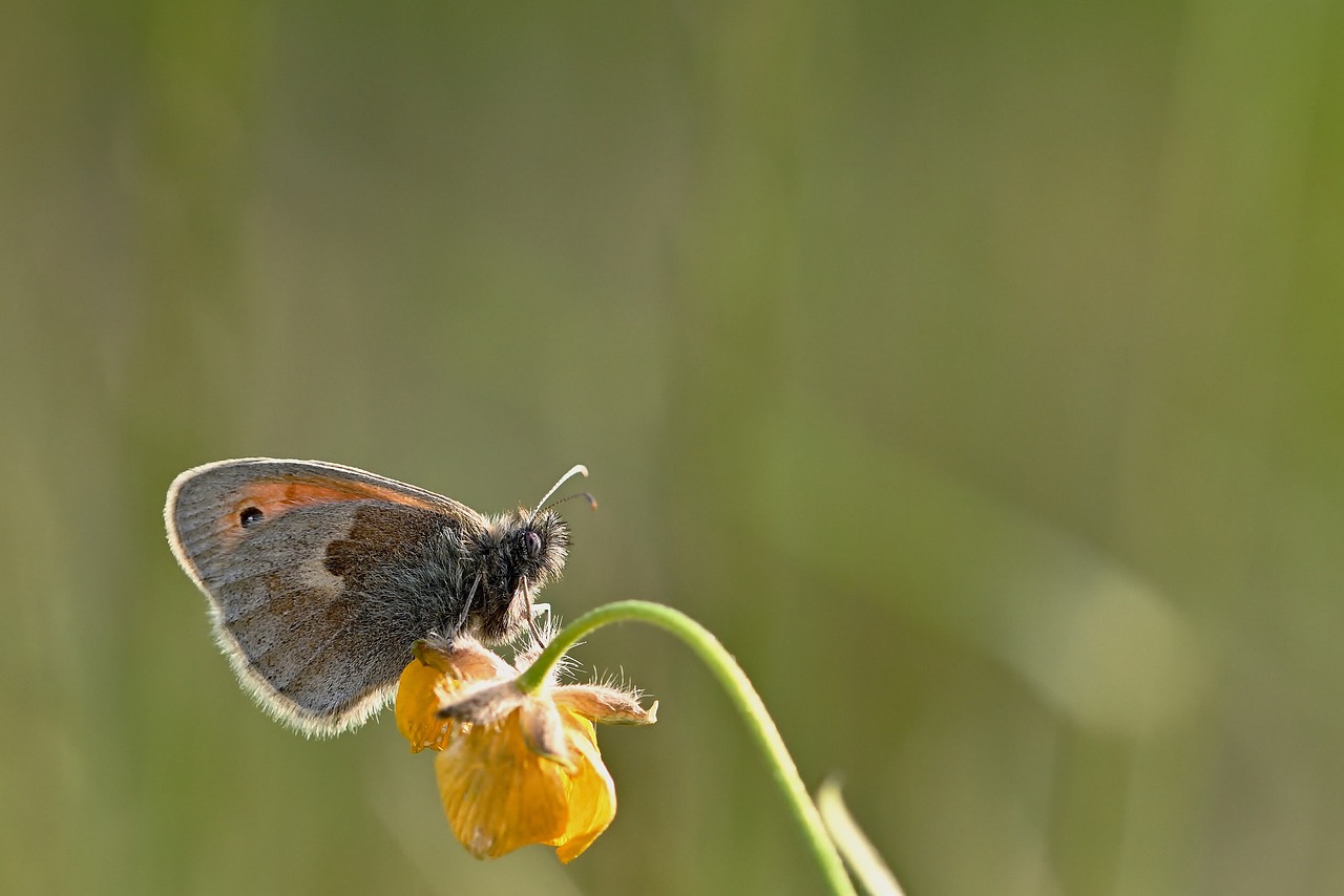 Butterfly Meadow Birds Insect - Free photo on Pixabay