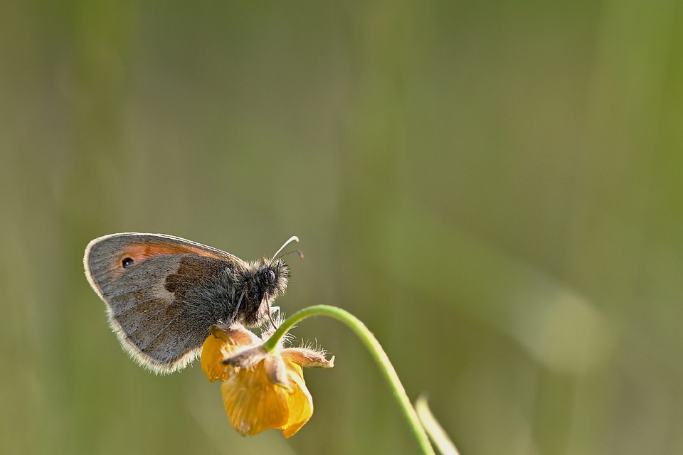 Butterfly Meadow Birds Insect - Free photo on Pixabay