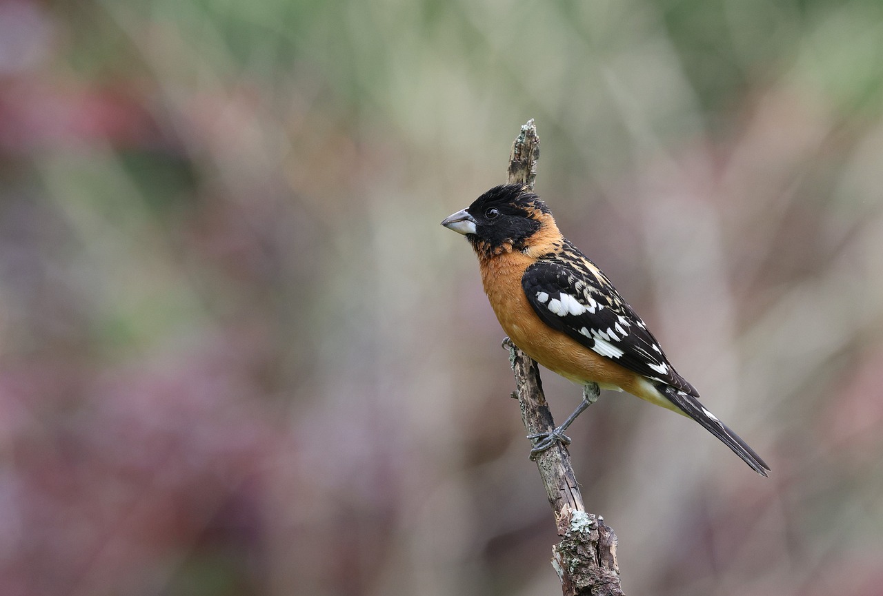 Bird Nature Wildlife - Free photo on Pixabay
