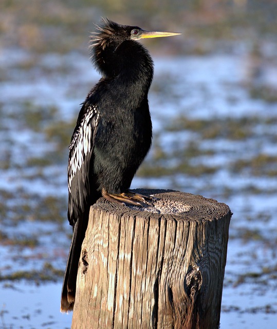Sea Bird Comorant Nature - Free photo on Pixabay