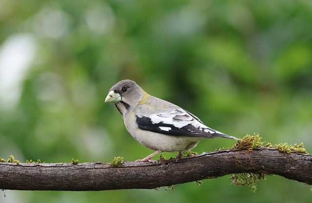 Evening Grosbeak Bird Nature - Free photo on Pixabay