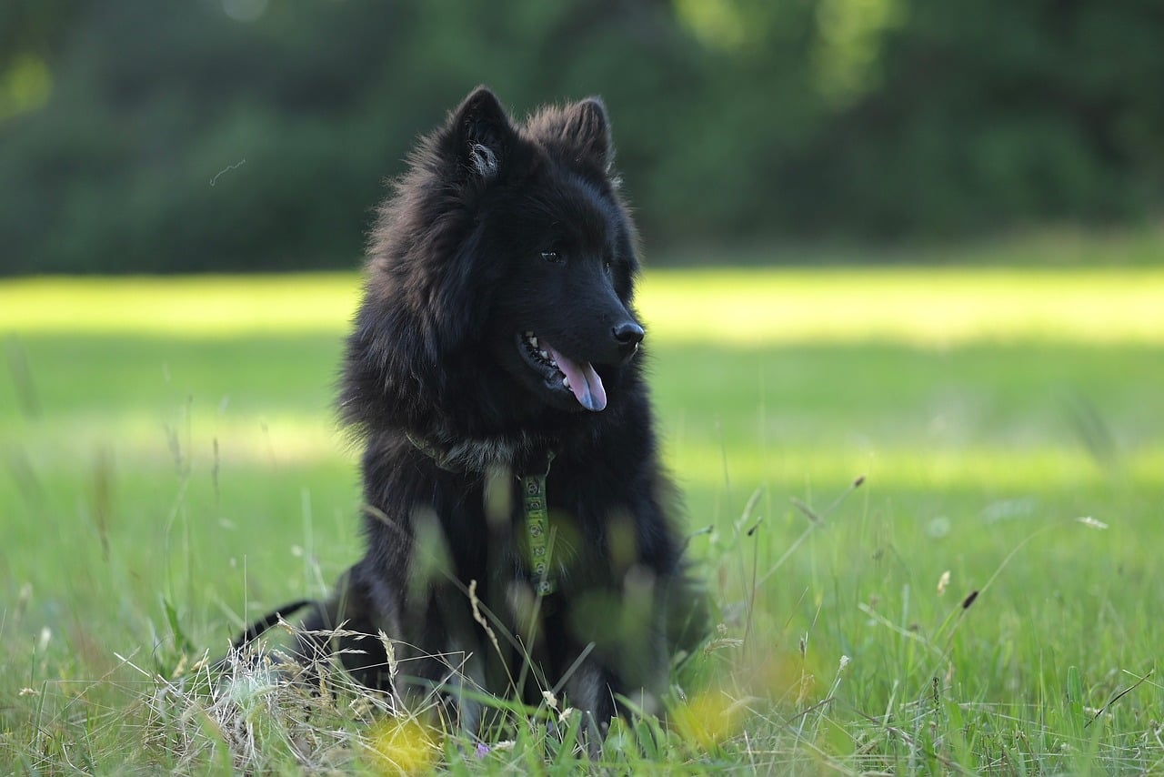 Young Valiant Eurasier Dog Animal - Free photo on Pixabay
