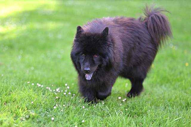 Eurasier Plou Blue Animal Nature - Free photo on Pixabay