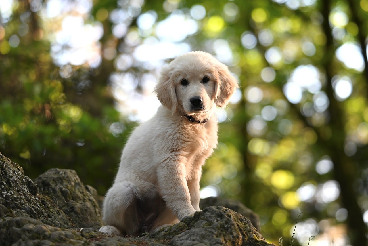 Golden Retriever Amber Blue Puppy - Free photo on Pixabay