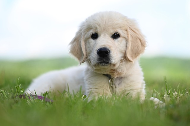 Golden Retriever Amber Blue Animal - Free photo on Pixabay