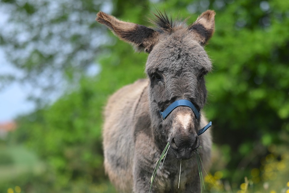 Donkey Oreo Equine - Free photo on Pixabay