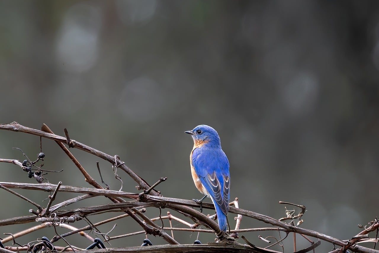Birds Wildlife Eastern Bluebird - Free photo on Pixabay