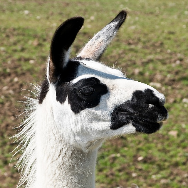 Lama Sheep Camel Peru - Free photo on Pixabay