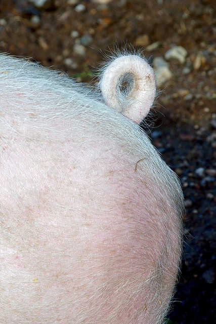 Pigtail Pig Tail - Free photo on Pixabay