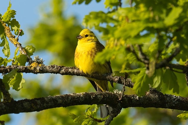 Aranykalapács Madár Énekesmadár - Ingyenes fotó a Pixabay-en