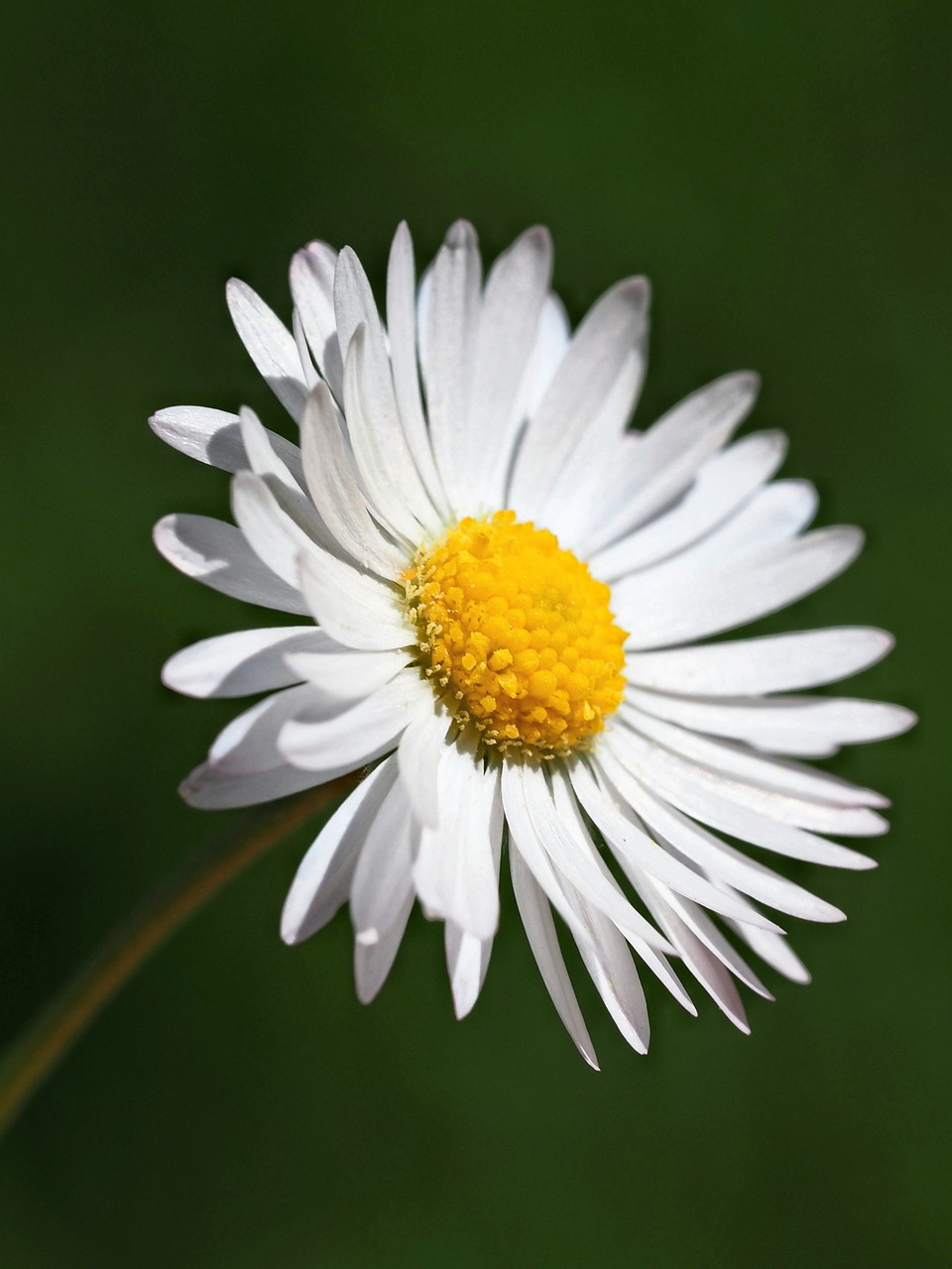 Bunga Aster Mekar Bloom - Foto gratis di Pixabay