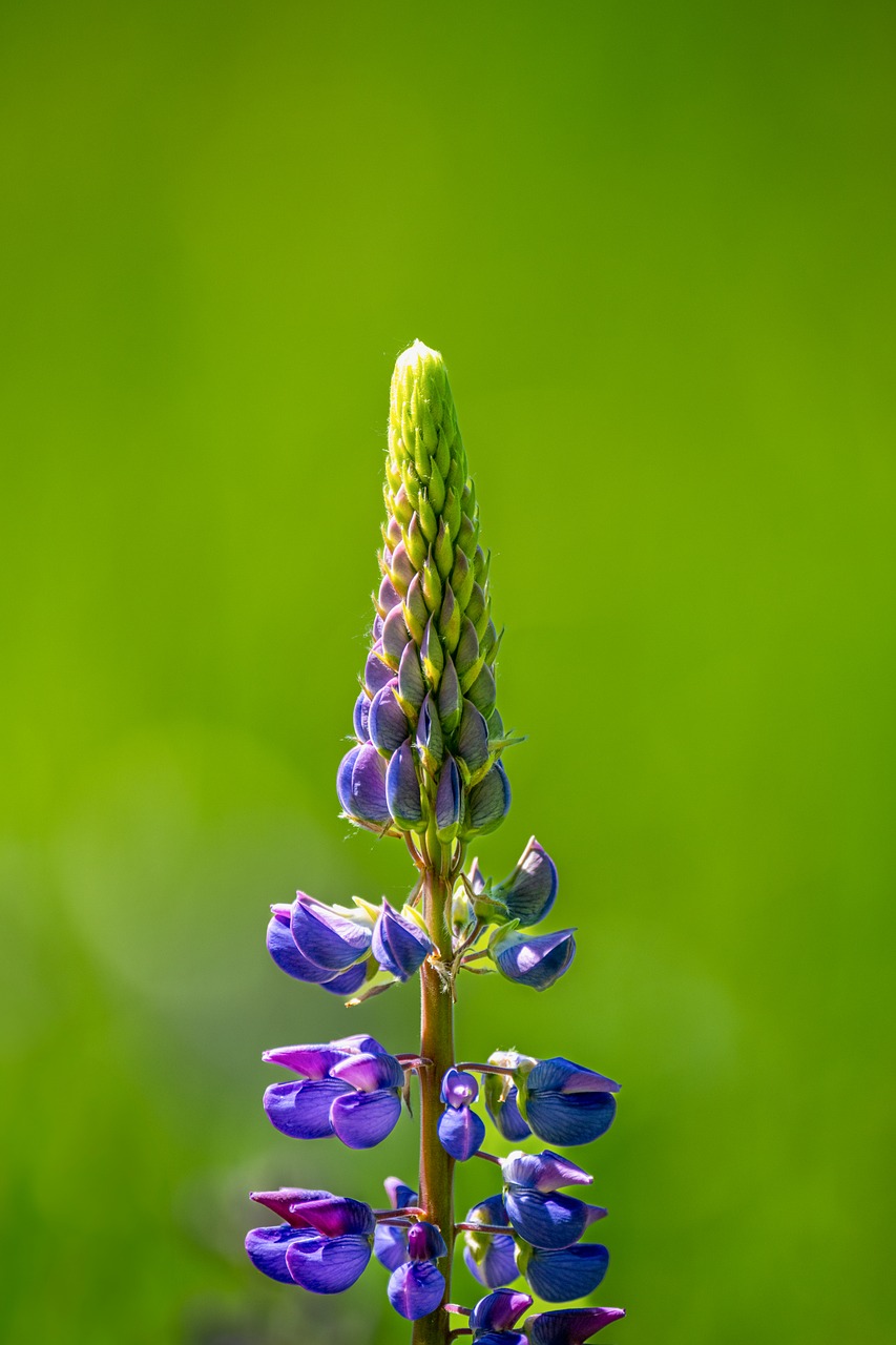 Lupine Flower Plant - Free photo on Pixabay