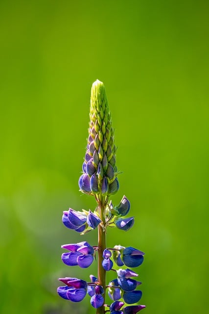 Lupine Flower Plant - Free photo on Pixabay