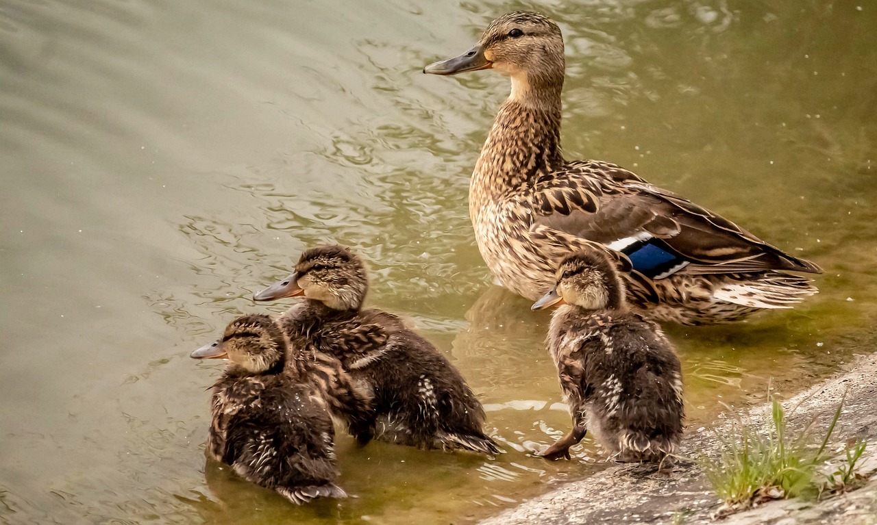 Ducks Ducklings Nature - Free photo on Pixabay