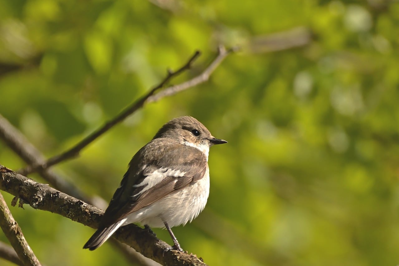 Pied Flycatcher Bird Park - Free photo on Pixabay