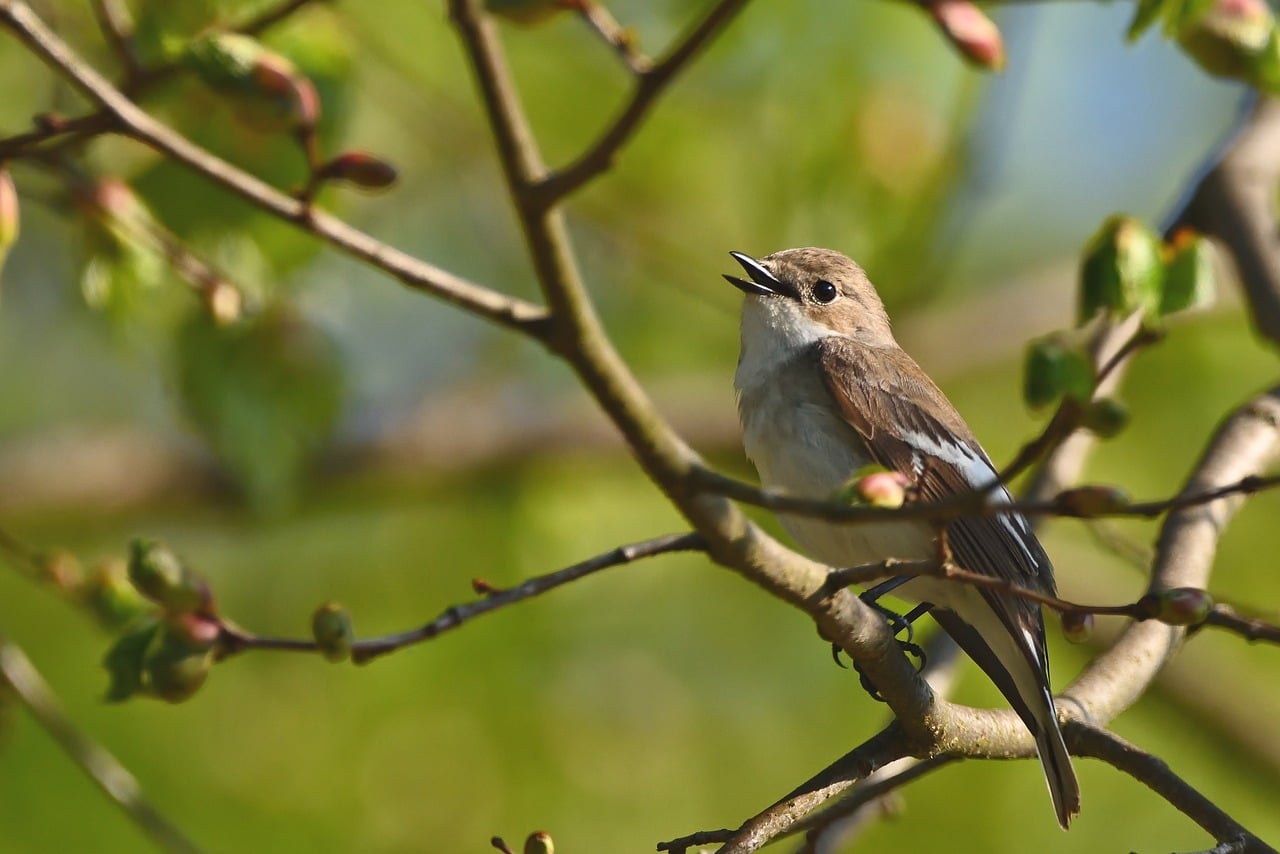 Pied Flycatcher Nature Bird - Free photo on Pixabay