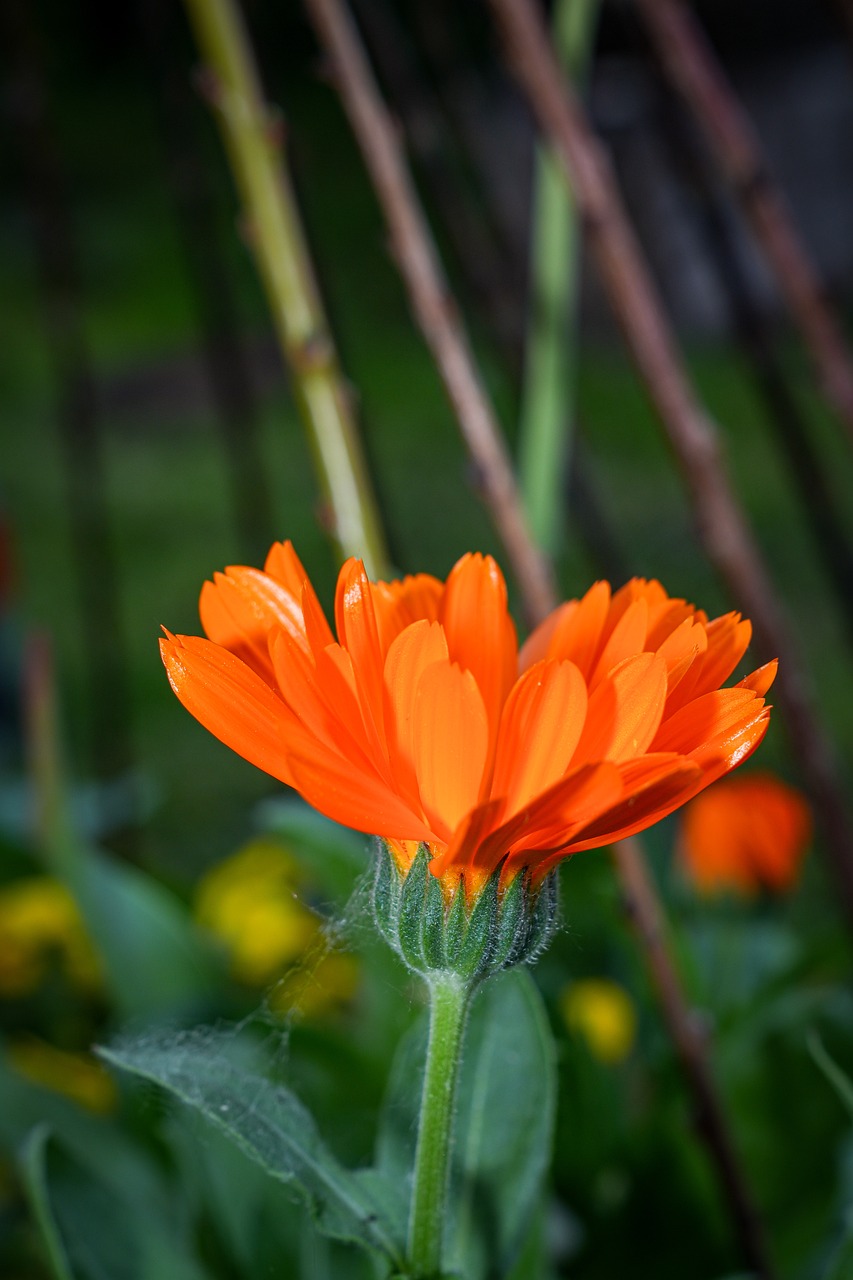 Blume Natur Floral Blüht - Kostenloses Foto auf Pixabay