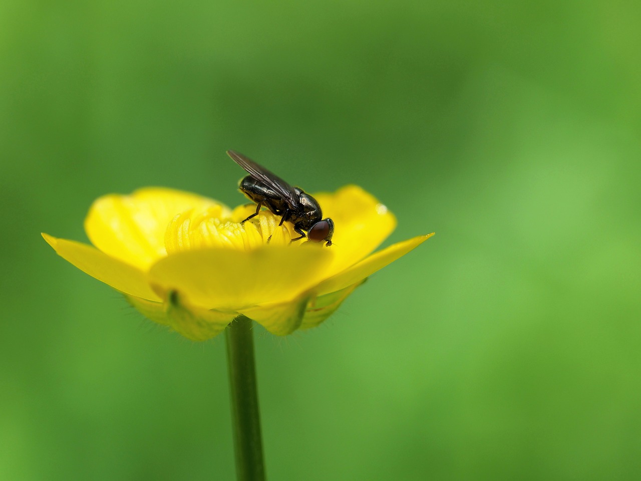 Fly Insect Macro Close - Free photo on Pixabay