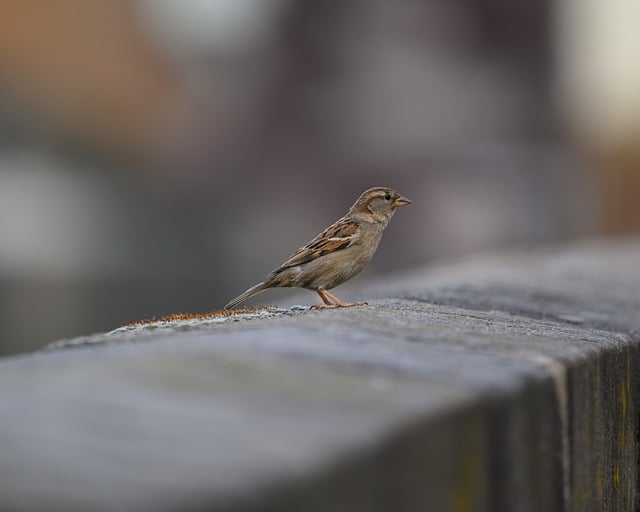 Sperling Sparrow Bird - Free photo on Pixabay