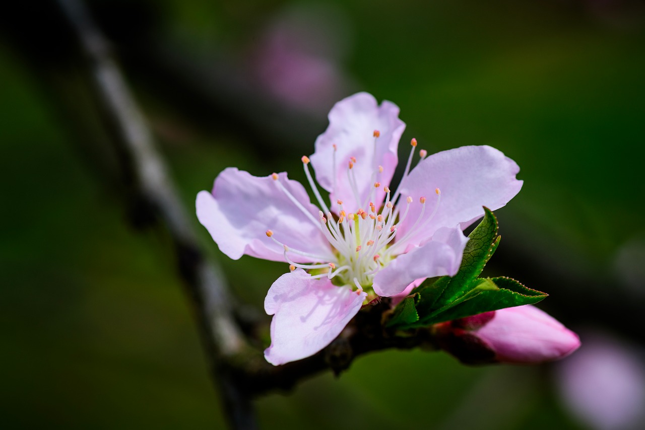 Memanggil Dengan The Birth Bunga - Foto gratis di Pixabay