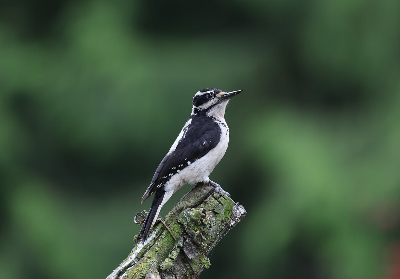 Más de 100 000 imágenes gratis de Pájaro Loco y Naturaleza - Pixabay