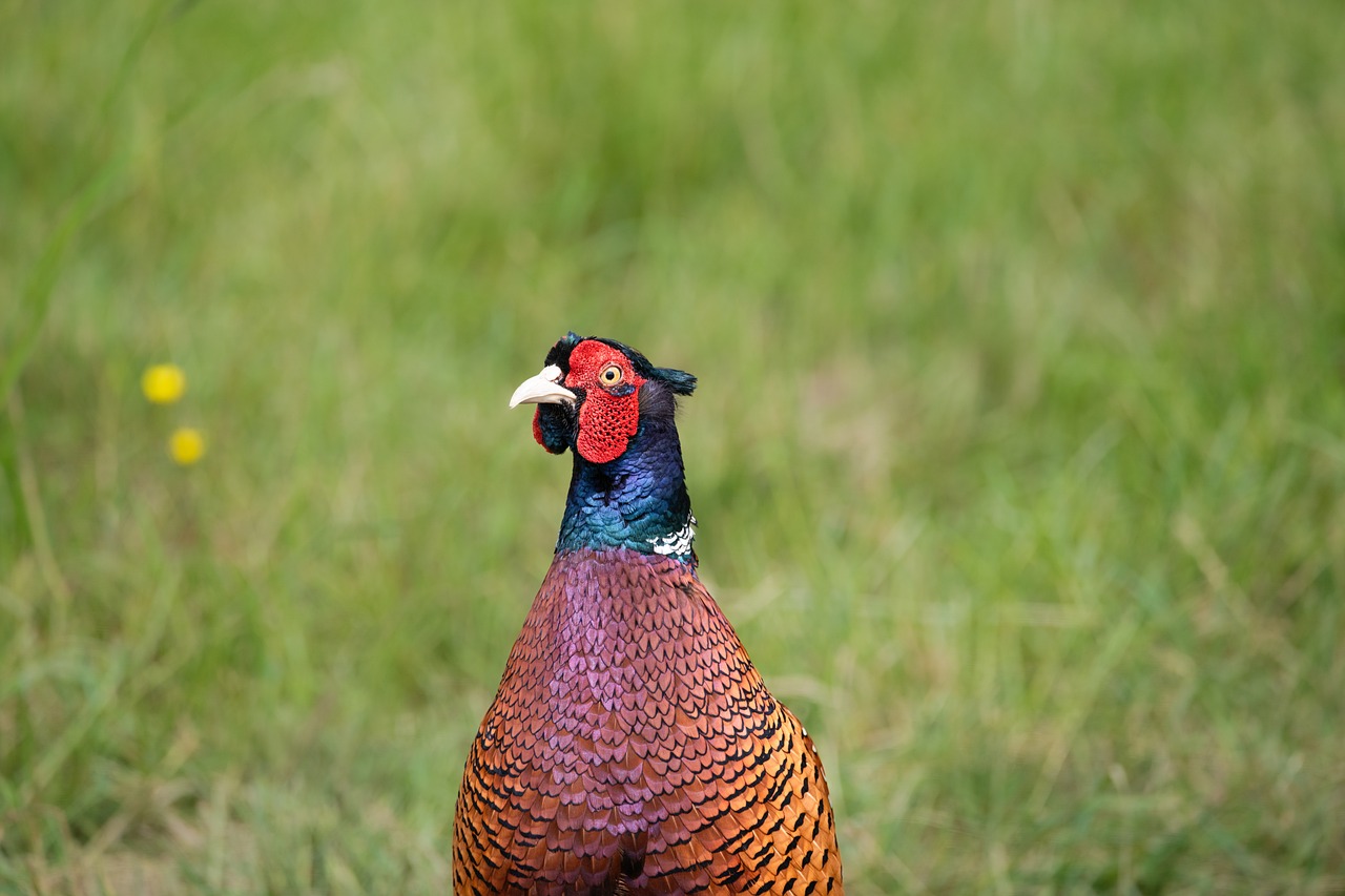 Pheasant Bird Nature - Free photo on Pixabay