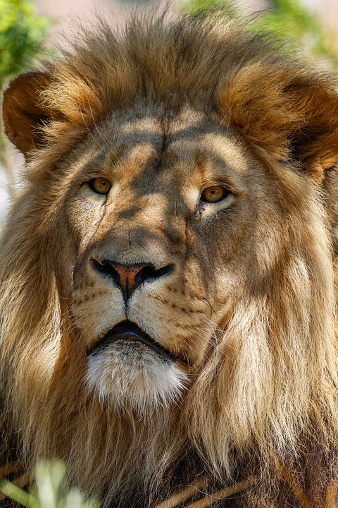 Lion Natur Tier - Kostenloses Foto auf Pixabay