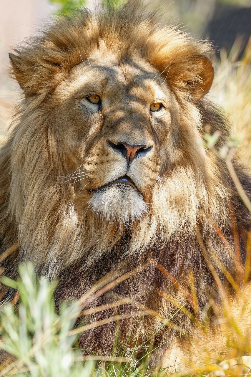 9,000+ Best Lion Images & Free HD Stock Photos - Pixabay