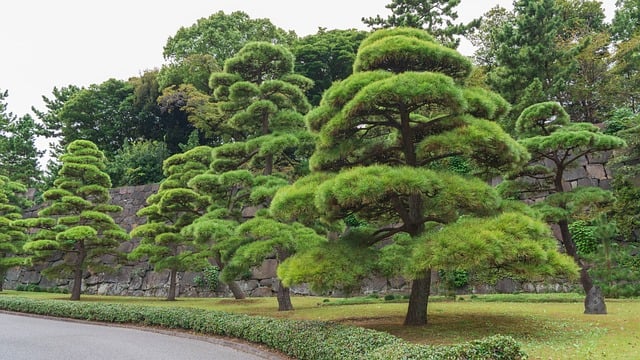 200,000+ Free Japanese Garden & Nature Images - Pixabay