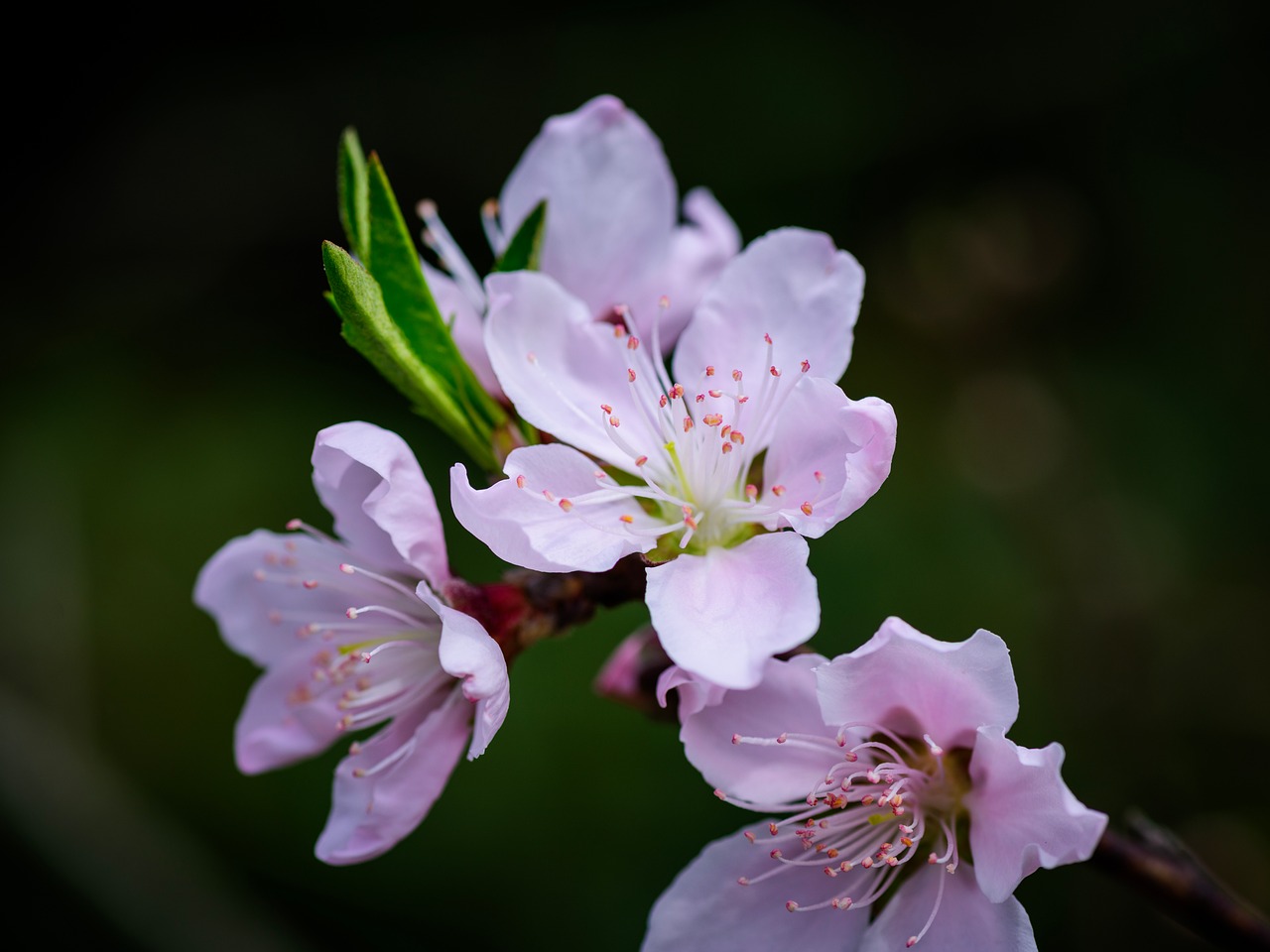 Peach Blossom Flowers Petal - Free photo on Pixabay