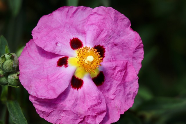 Rockrose Ornamental Plant - Free photo on Pixabay