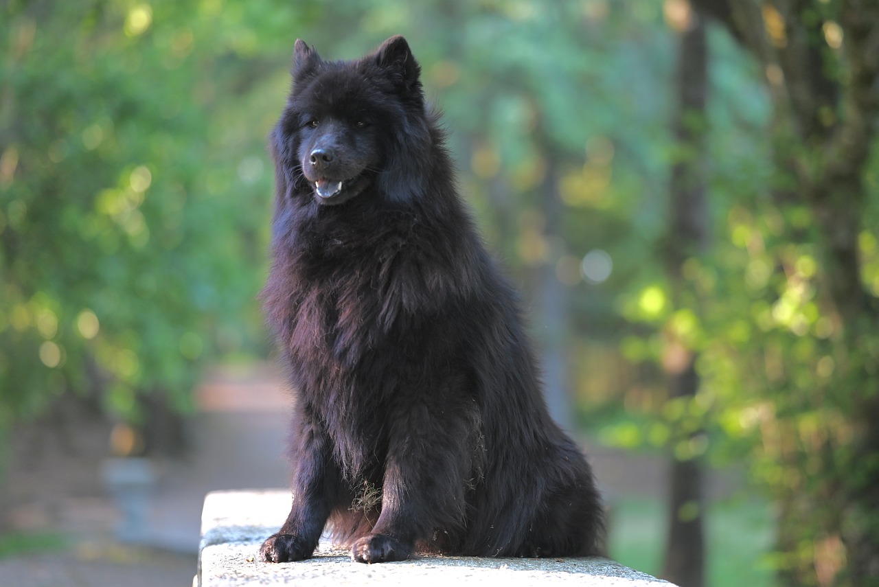 Female Dog Eurasier Plou Animal - Free photo on Pixabay