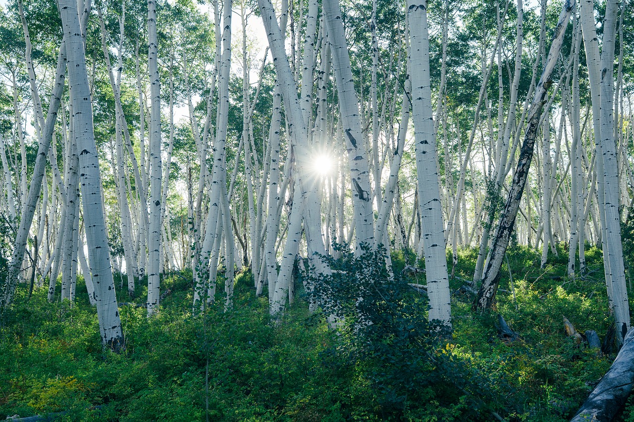 Aspen Birch Forest - Free photo on Pixabay
