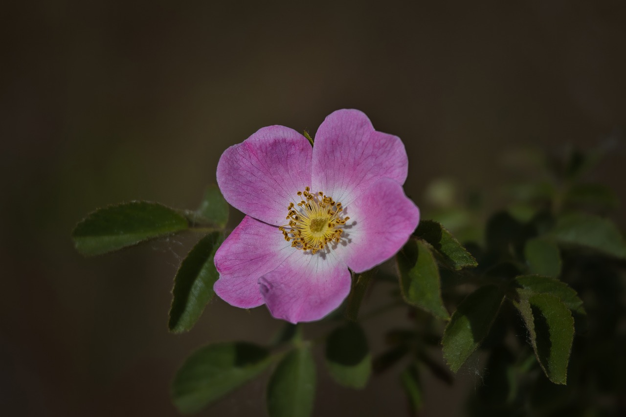 Wine Rose Flower Nature - Free photo on Pixabay