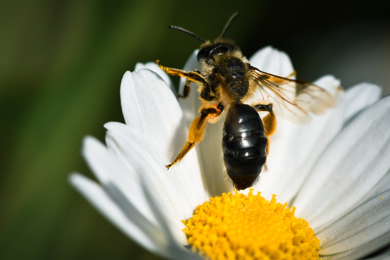 Bee Insect Nature - Free photo on Pixabay