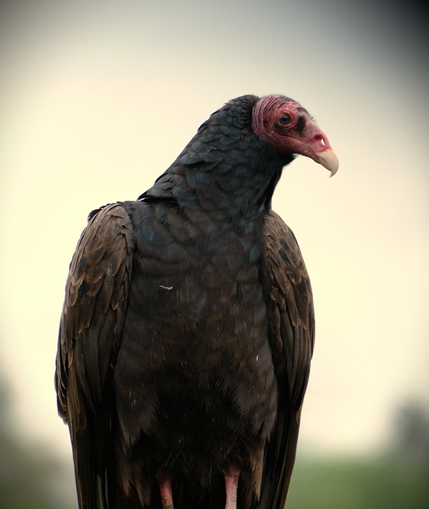 Vulture Nature Bird - Free photo on Pixabay