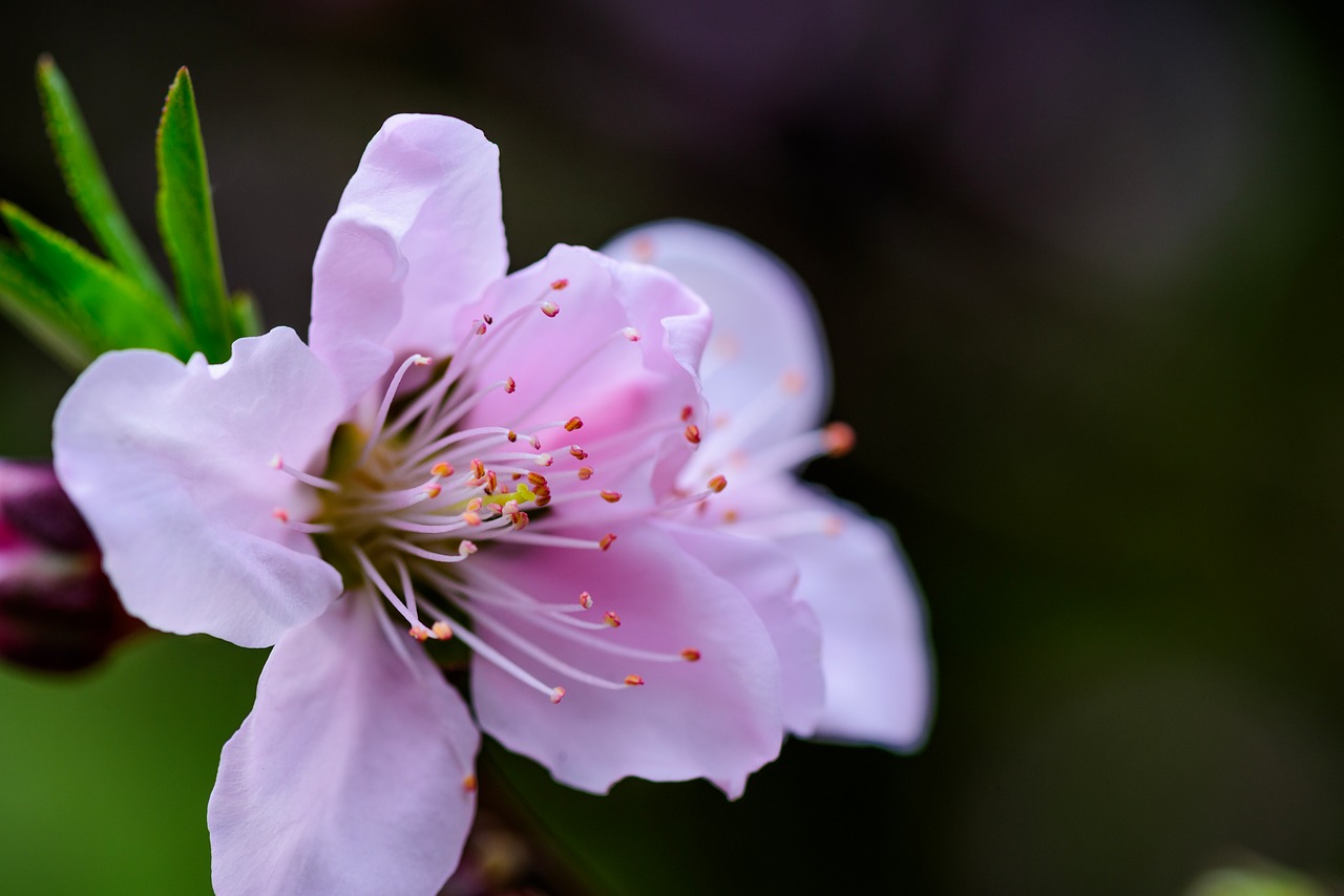 Flor De Durazno Flores Pétalo - Foto gratis en Pixabay