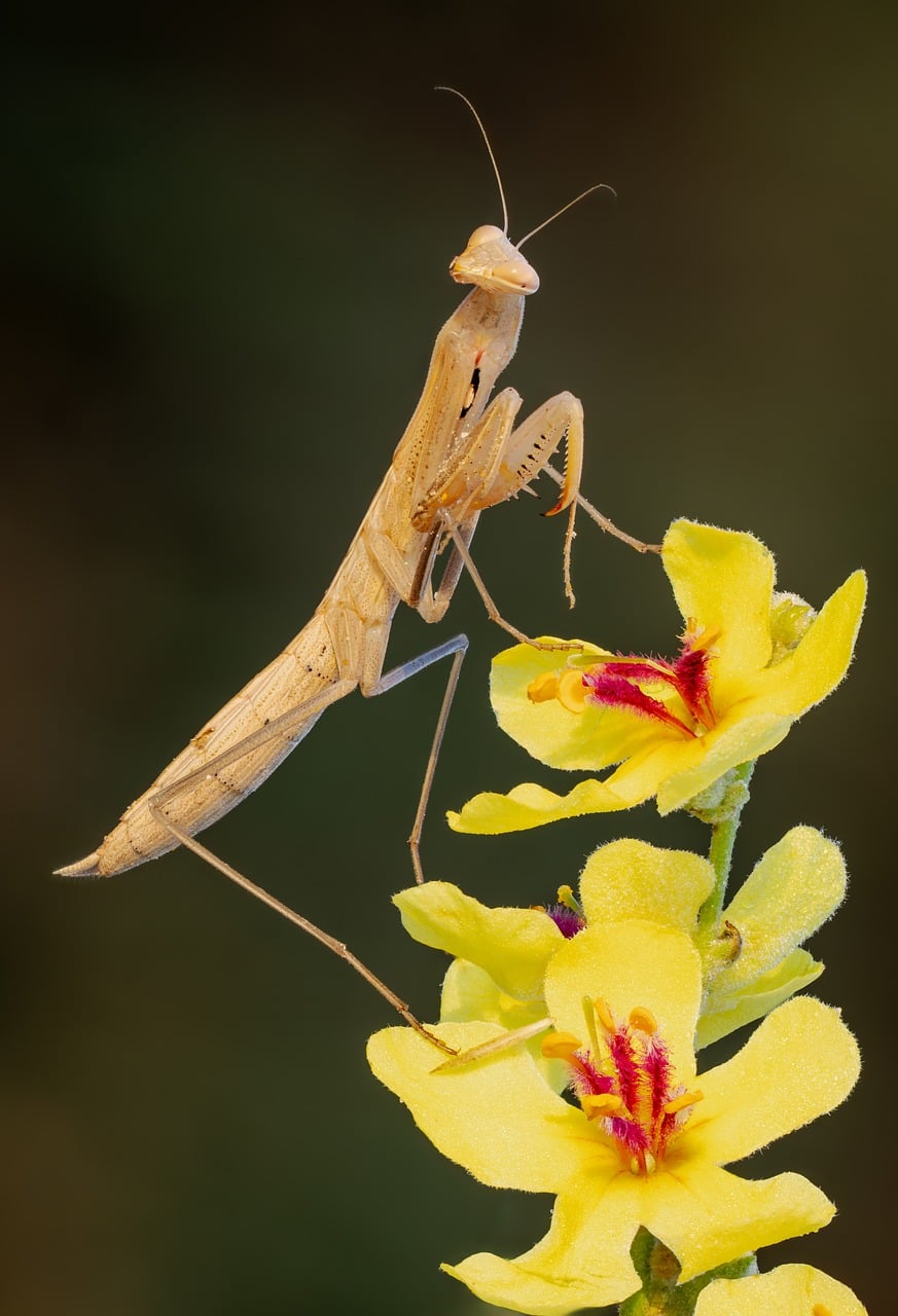 Insect Mantis Animal - Free photo on Pixabay