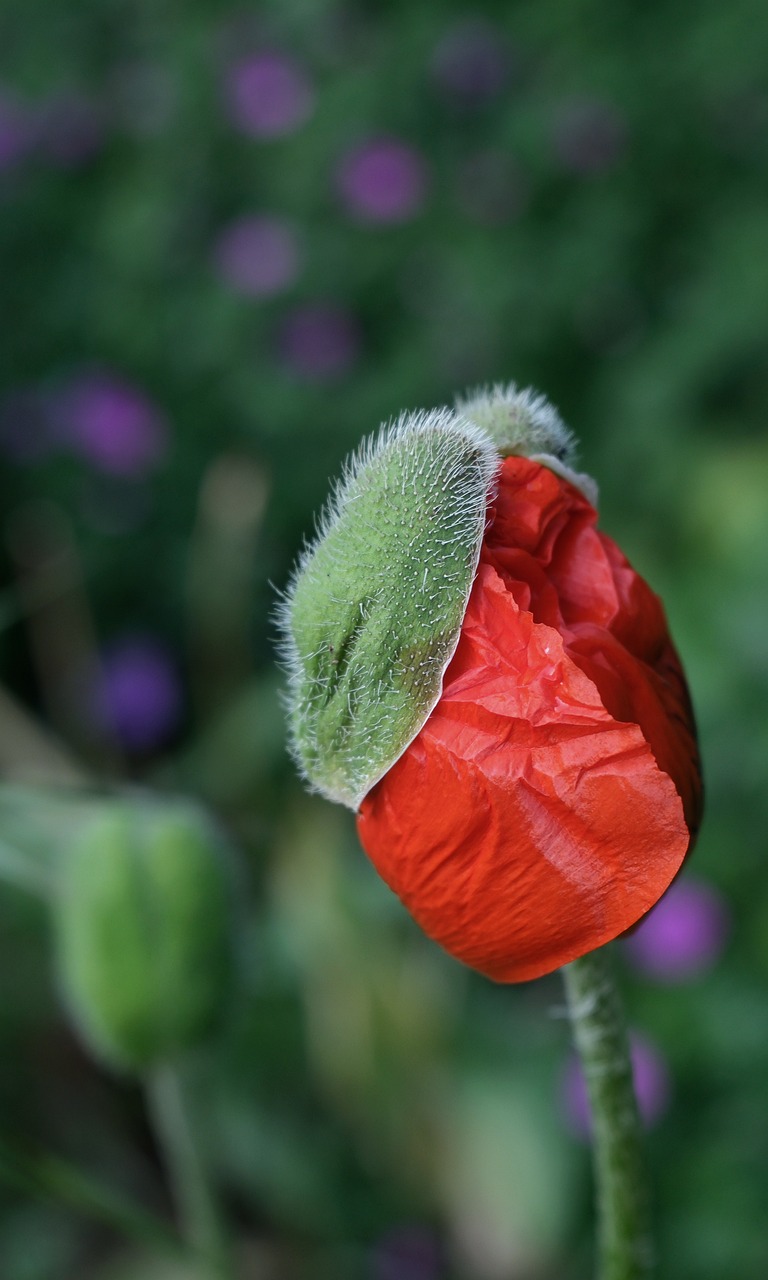 Corn Poppy Flower - Free photo on Pixabay