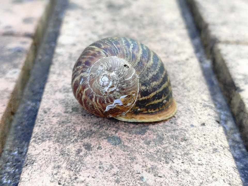 Gastropod Shell Snail - Free photo on Pixabay