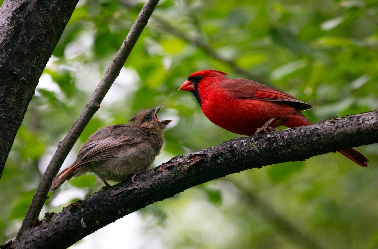Bird Pen Beak - Free photo on Pixabay