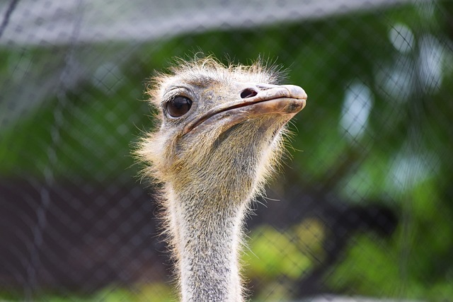 Ostrich Face Eye - Free photo on Pixabay