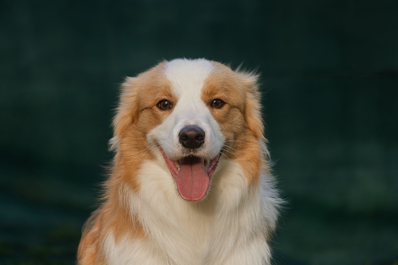 Dog Portrait Animal Purebred - Free photo on Pixabay