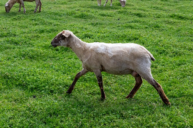 Animal Sheep Mammal - Free photo on Pixabay