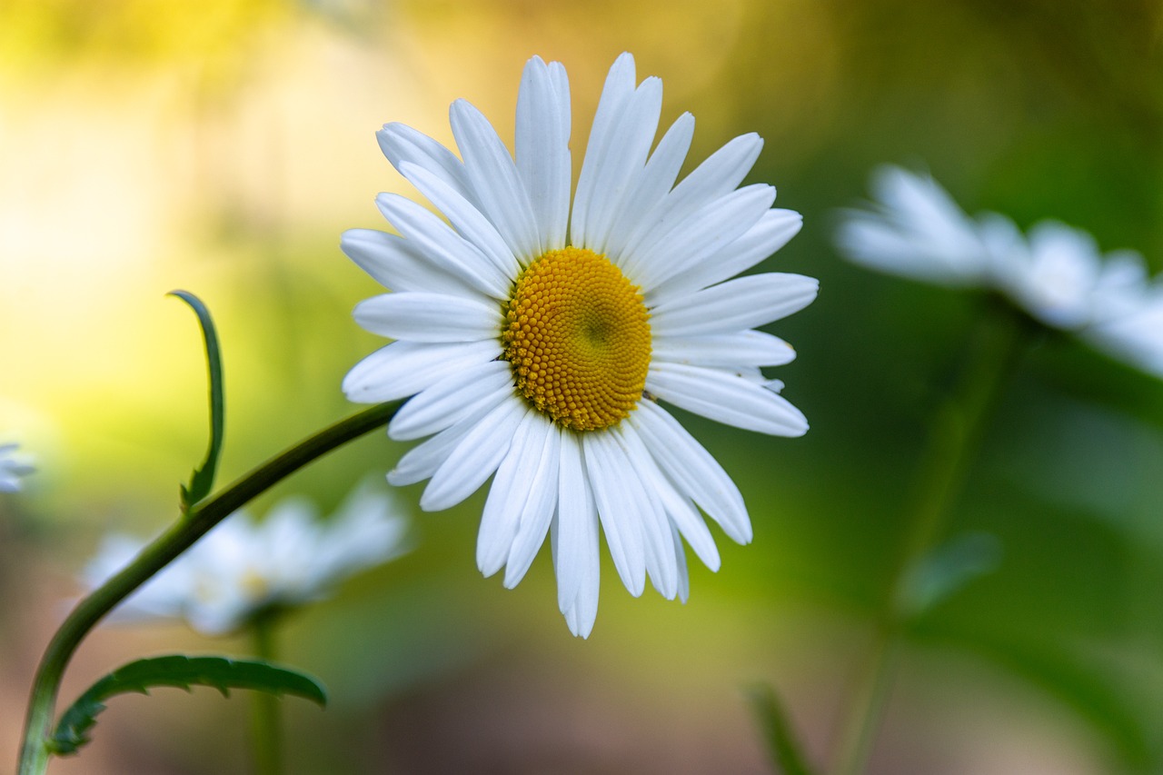 1.000+ kostenlose Margerite und Natur-Bilder - Pixabay